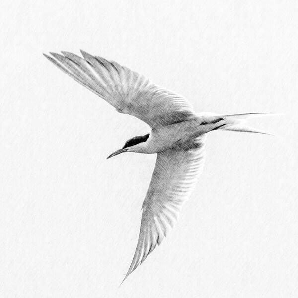 Common Tern - Etsy