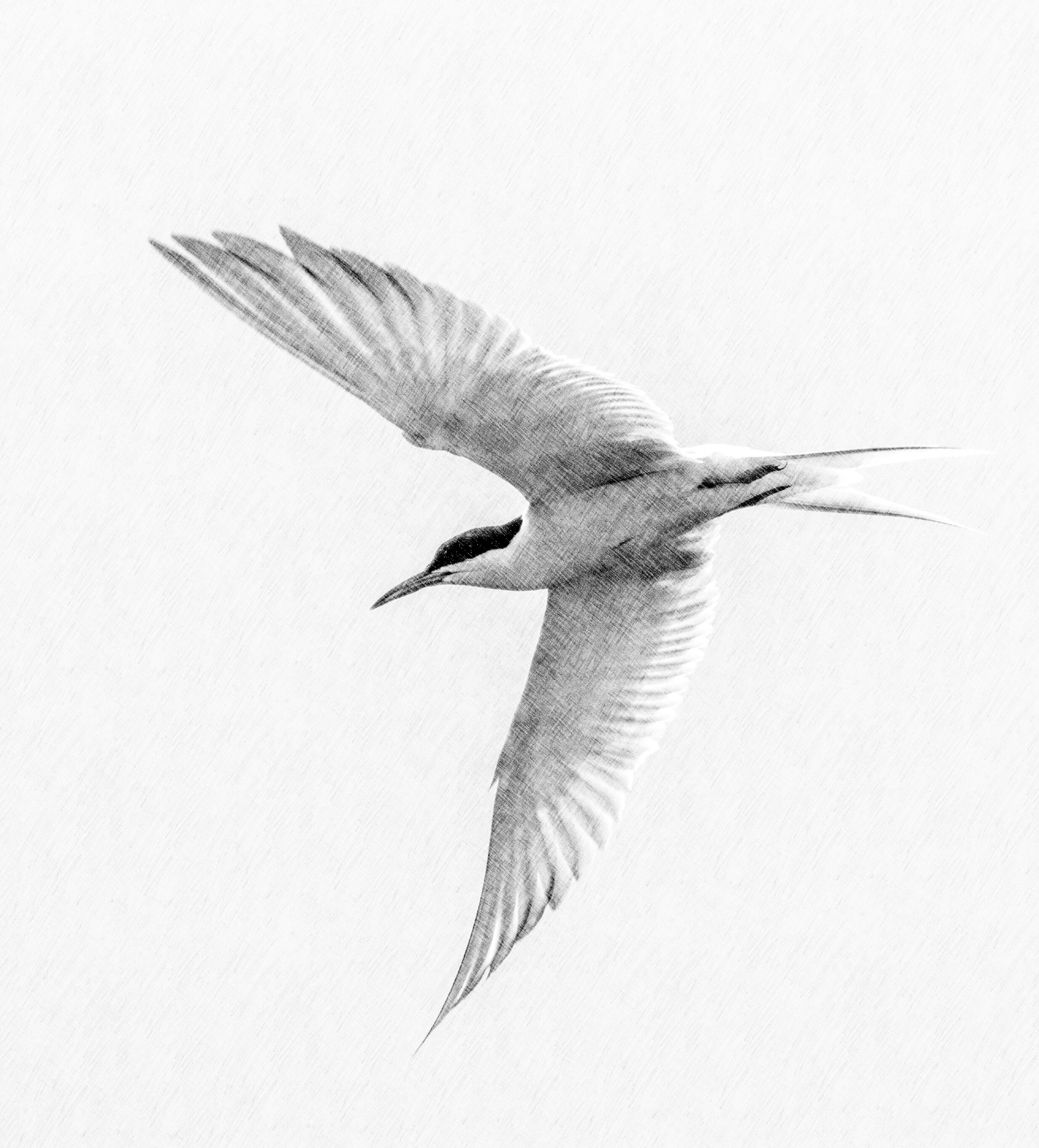 Common Tern Pencil Effect - Etsy