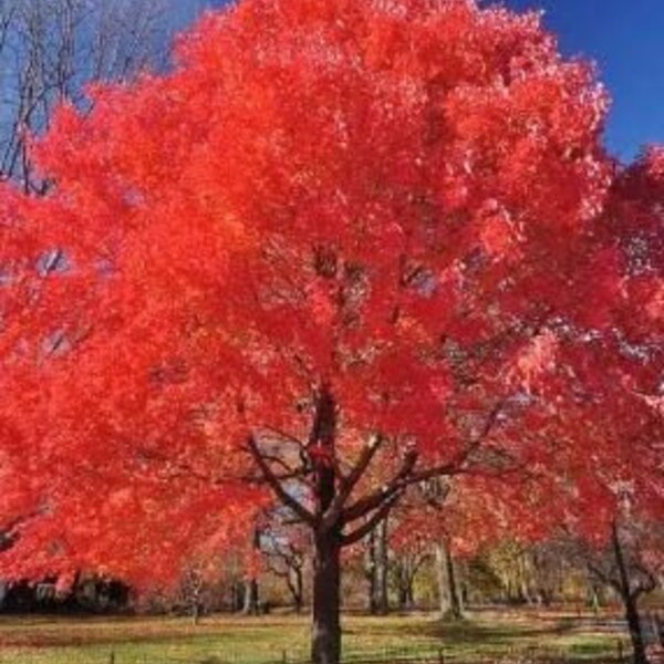 Red Maple - Etsy