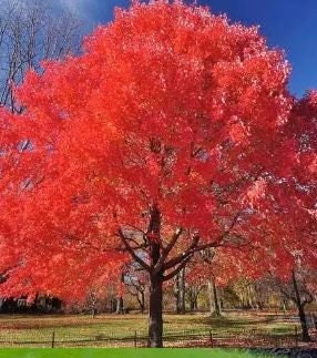 Red Maple (acer Rubrum) Florida Maple Tree (12-20 Inch) - Etsy