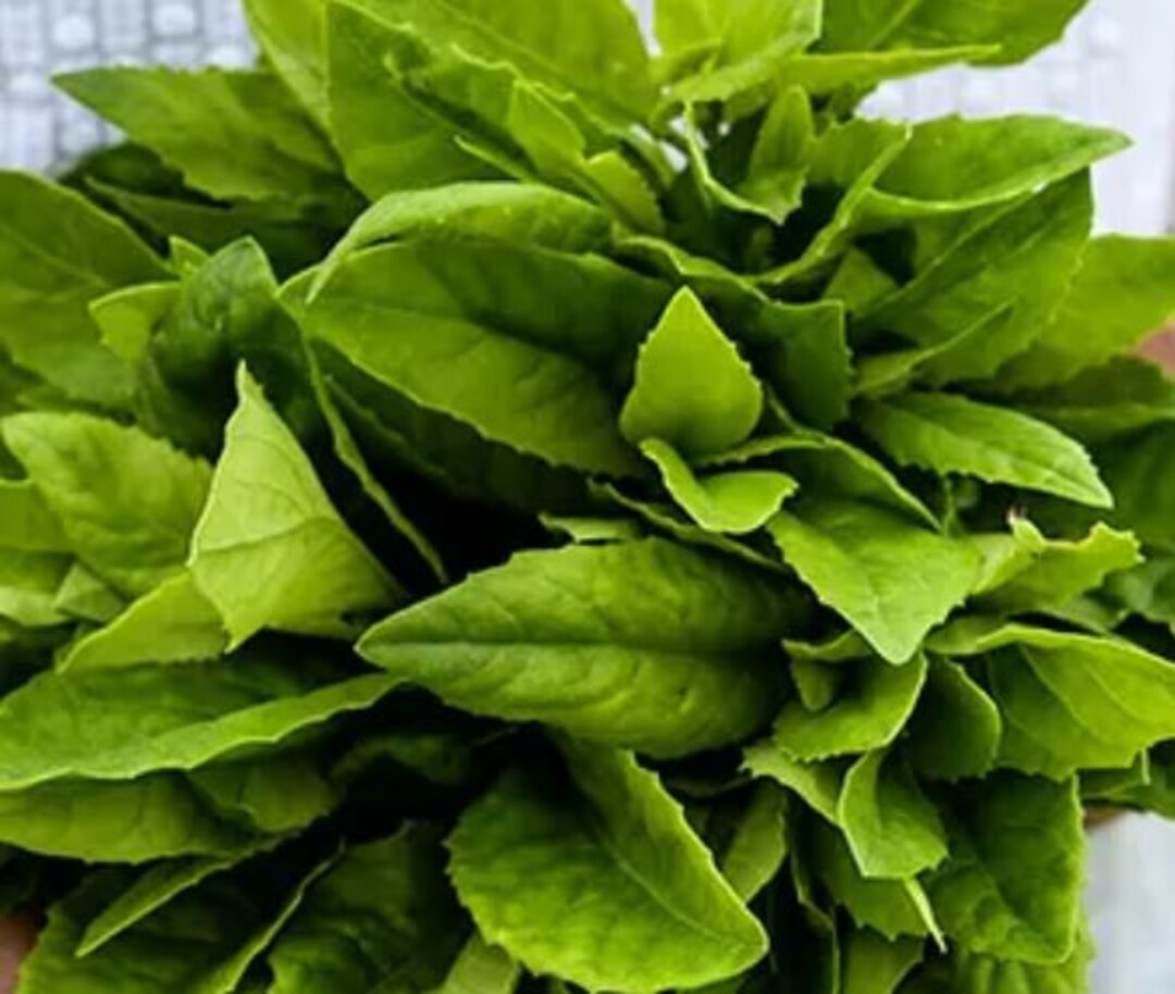 Live Longevity Spinach Well Rooted Plant Gynura Size(8-12 Inch) - Etsy