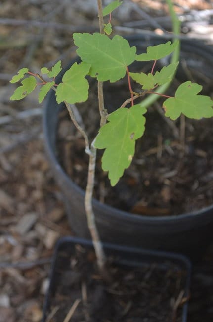 Red Maple (acer Rubrum) Florida Maple Tree (12-20 Inch) - Etsy