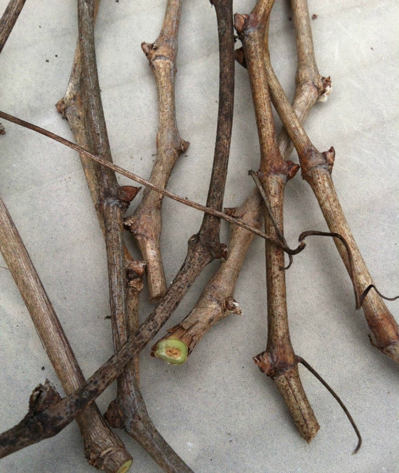 Florida Muscadine Grape Live Plant | Cuttings | Leaves - Etsy