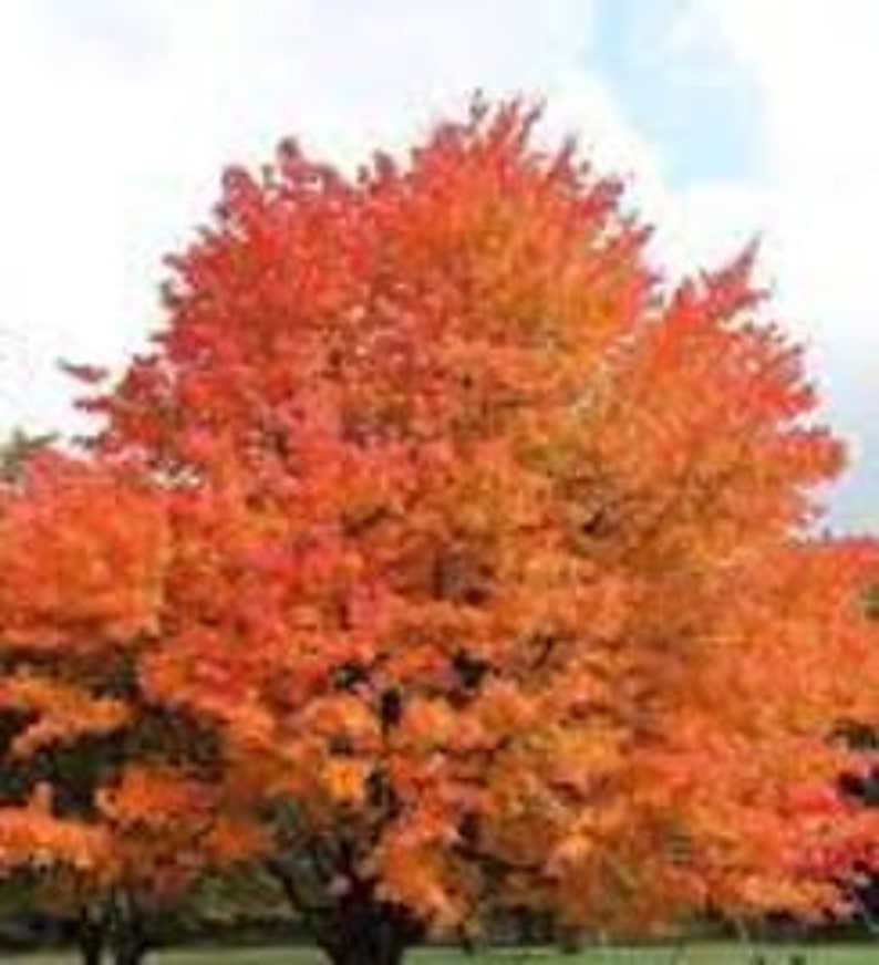 Red Maple (acer Rubrum) Florida Maple Tree (12-20 Inch) - Etsy