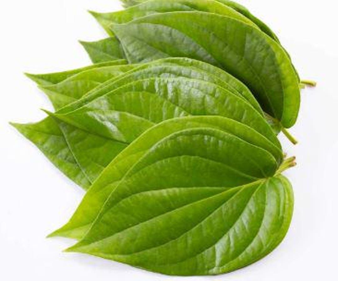 Organic Ten Fresh Betel Leaf / Paan Leaf/ Piper Leaf - Etsy