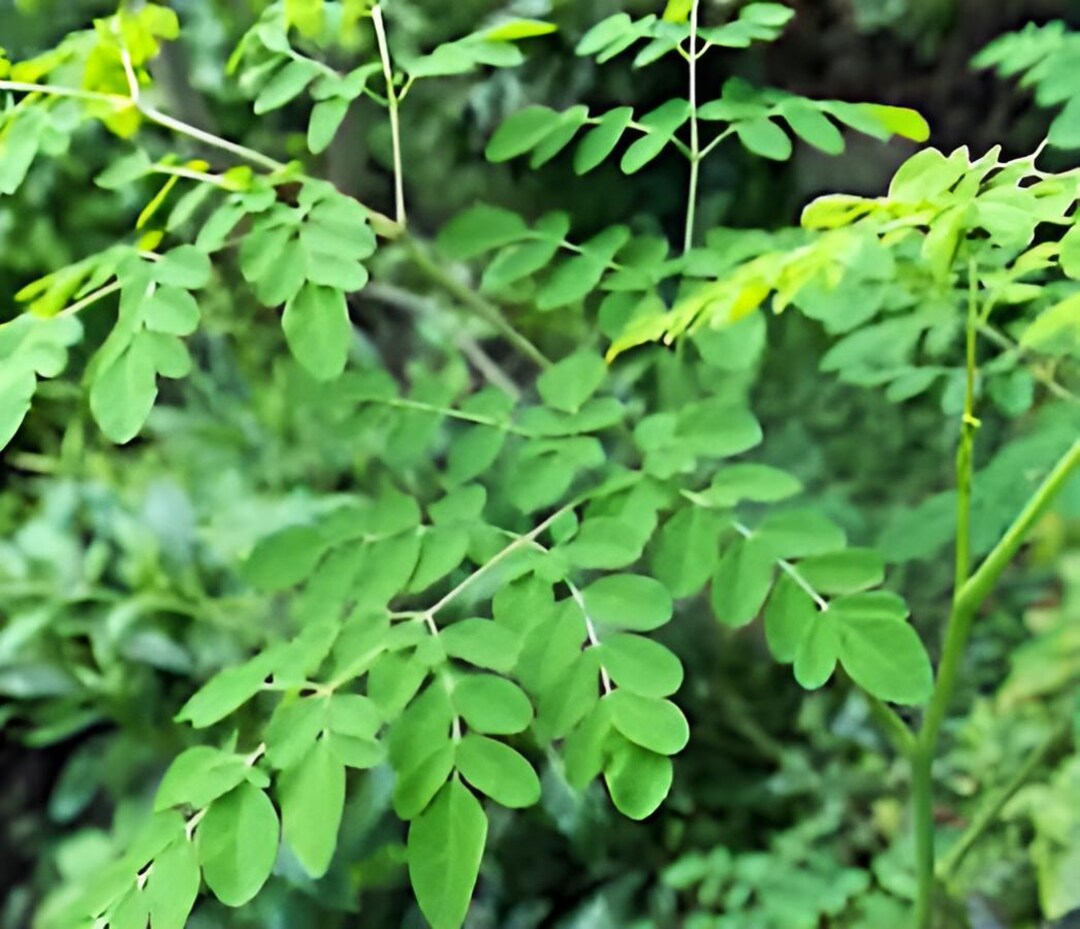 Dwarf Moringa, 8-14 Inch Plant in Half Gal Pot, Organic - Etsy