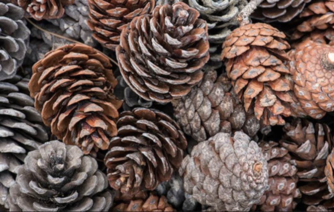 10 Pine Cones of Different Sizes for Crafting and Decorations - Etsy