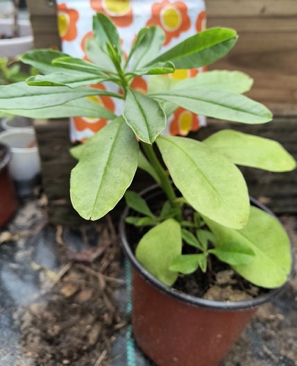 Live Plant Surinam Spinach African Spinach/ Waterleaf / Talinum ...