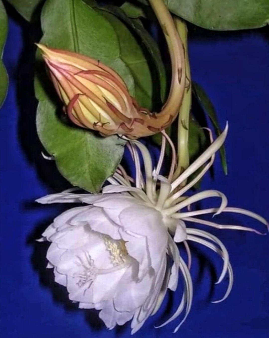 Queen of the Night Live Plant – Half Gallon Pot | Brahma Kamal ...