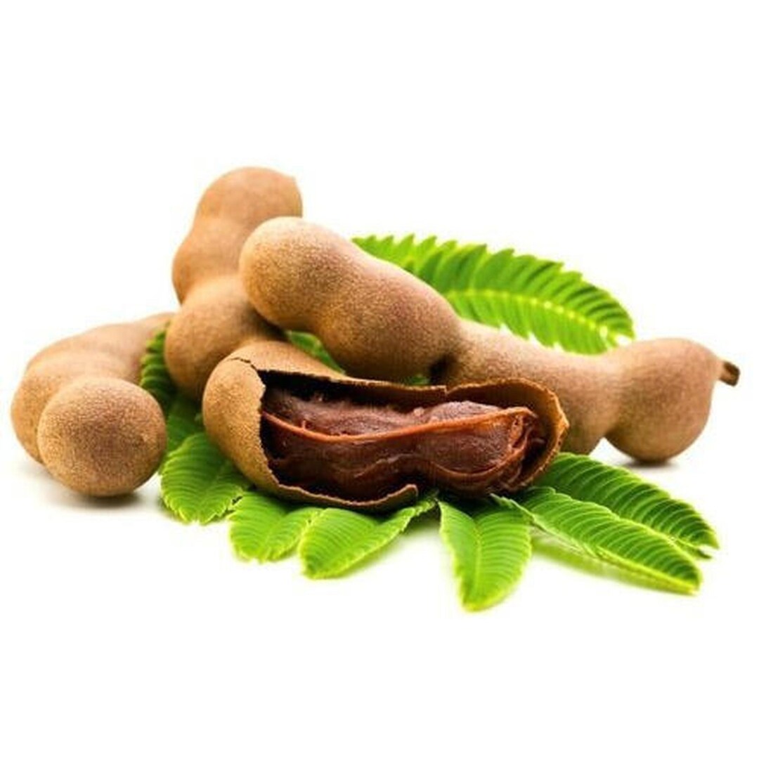 Organic Sweet Tamarind |tamarindus Indica Live Plant 18-22 Inch(2ft ...