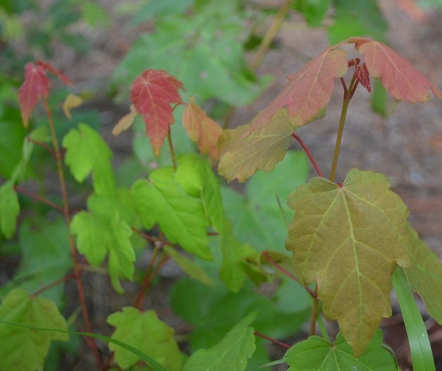 Red Maple (acer Rubrum) Florida Maple Tree (12-20 Inch) - Etsy