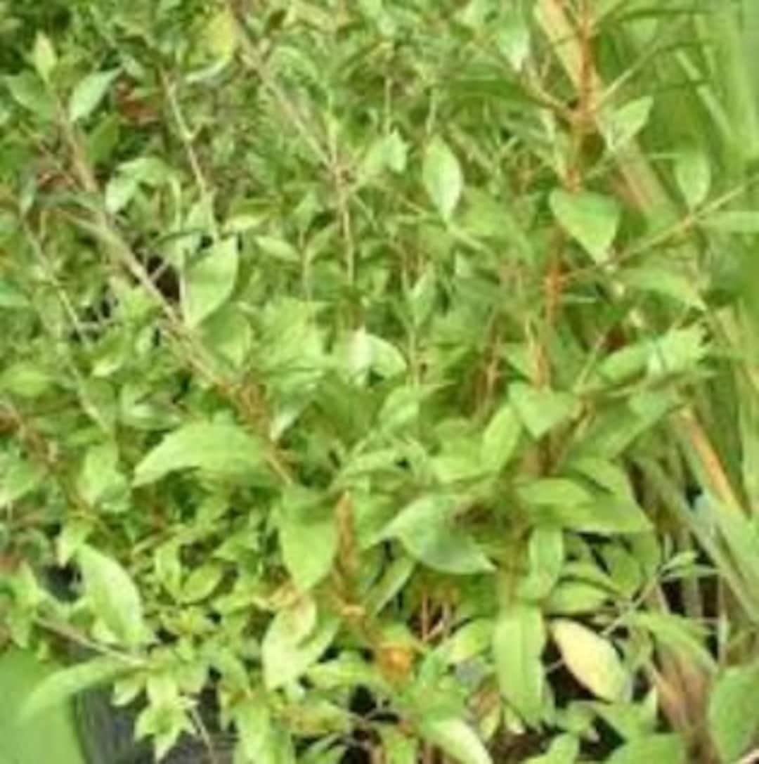 Bush Like Henna/mehndi Live Plant - Etsy