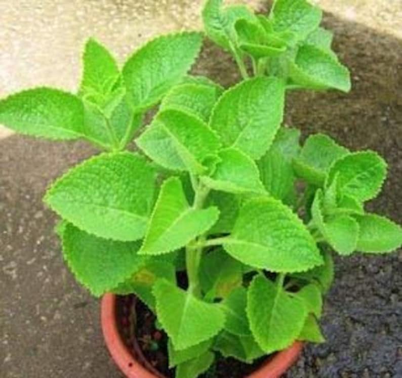 Broad Leaf Thyme (aka Broadleaf Thyme, Spanish Thyme) Organic Ajwain, Oregano, Ajowan, or ...