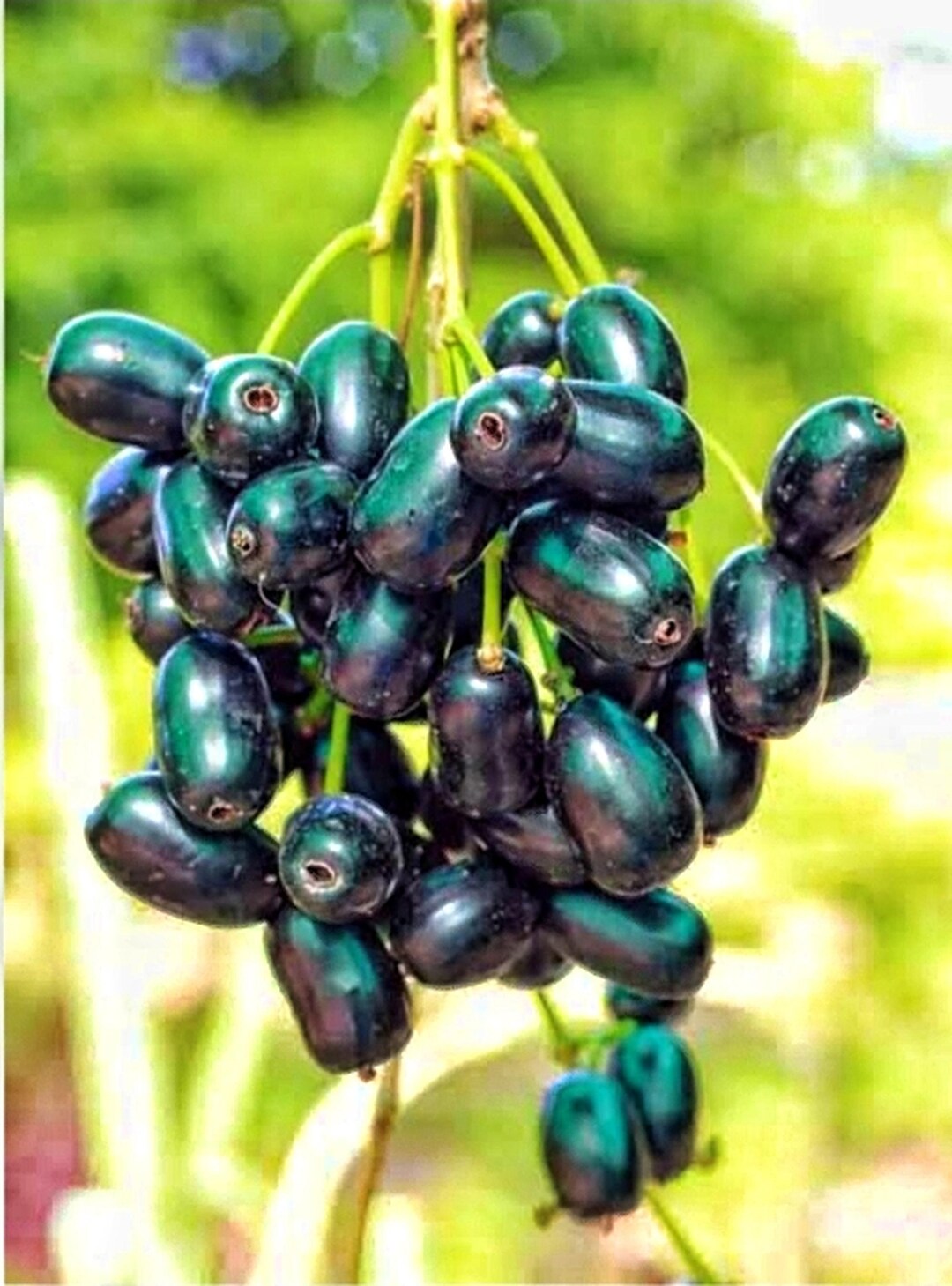 Black Java Plum Jamun Plant in One Gallon Pot – Live Tropical Fruit ...