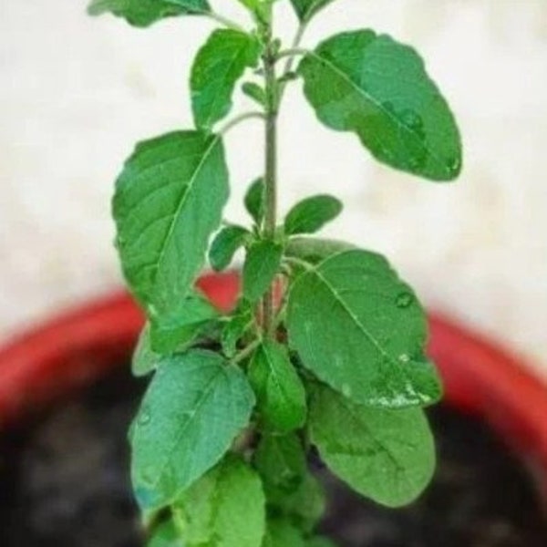 Tulasi Plant - Etsy