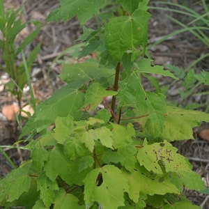 Red Maple (acer Rubrum) Florida Maple Tree (12-20 Inch) - Etsy
