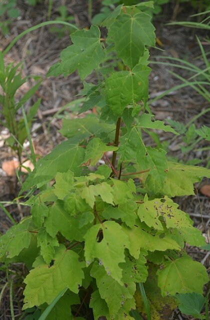Red Maple acer Rubrum Florida Maple Tree 10-22 Inch - Etsy
