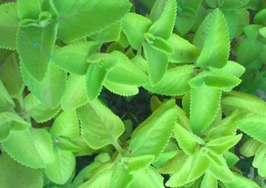 Broad Leaf Thyme (aka Broadleaf Thyme, Spanish Thyme) Organic Ajwain, Oregano, Ajowan, or ...