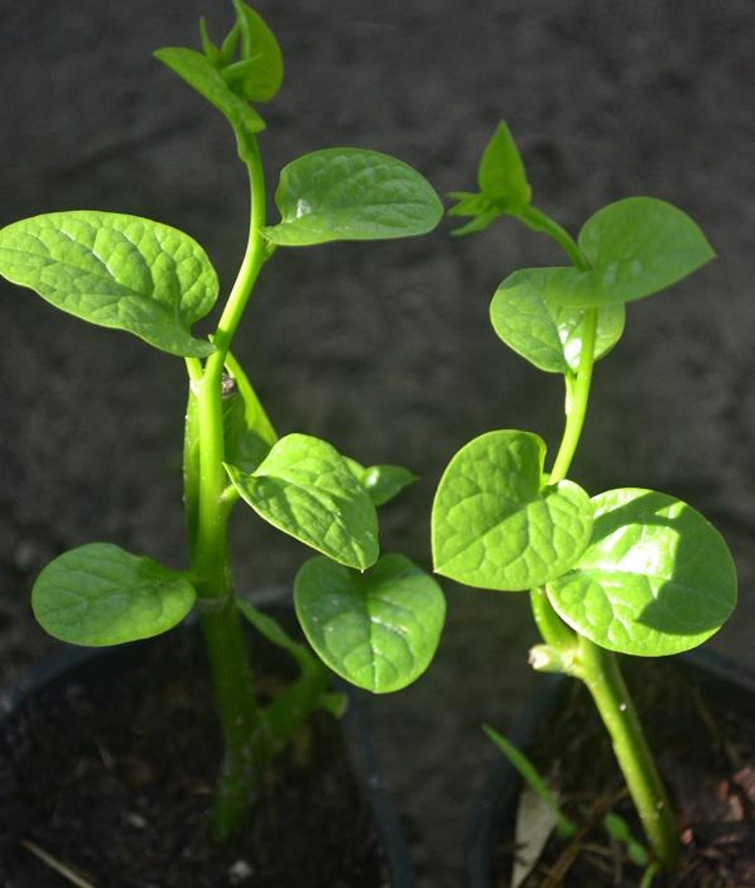 Malabar Spinach Live Plant 8-10 Inch in Pot(bachali/pui Saag/pui Green ...