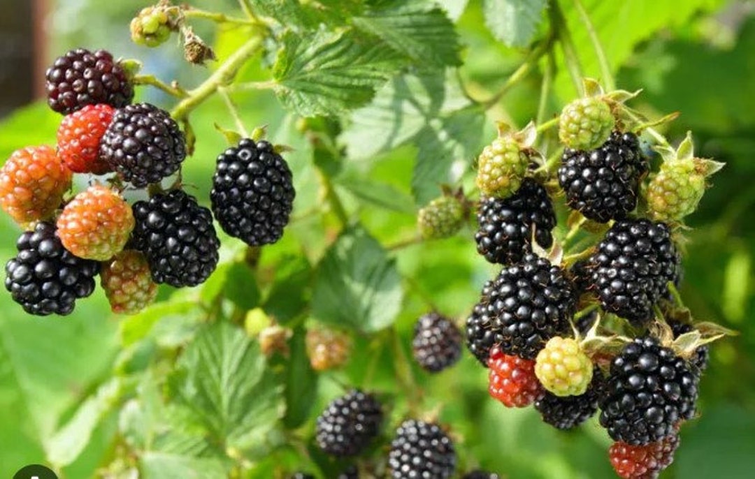 Two American Blackberry 12-14 Inch Plants Thorn in Pot - Etsy