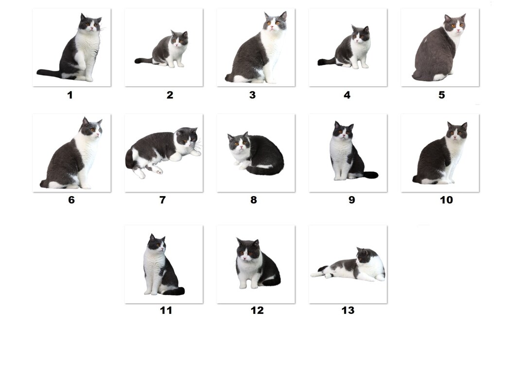 30 Personalized Address Labels Cute Cats (fa 5) - Etsy