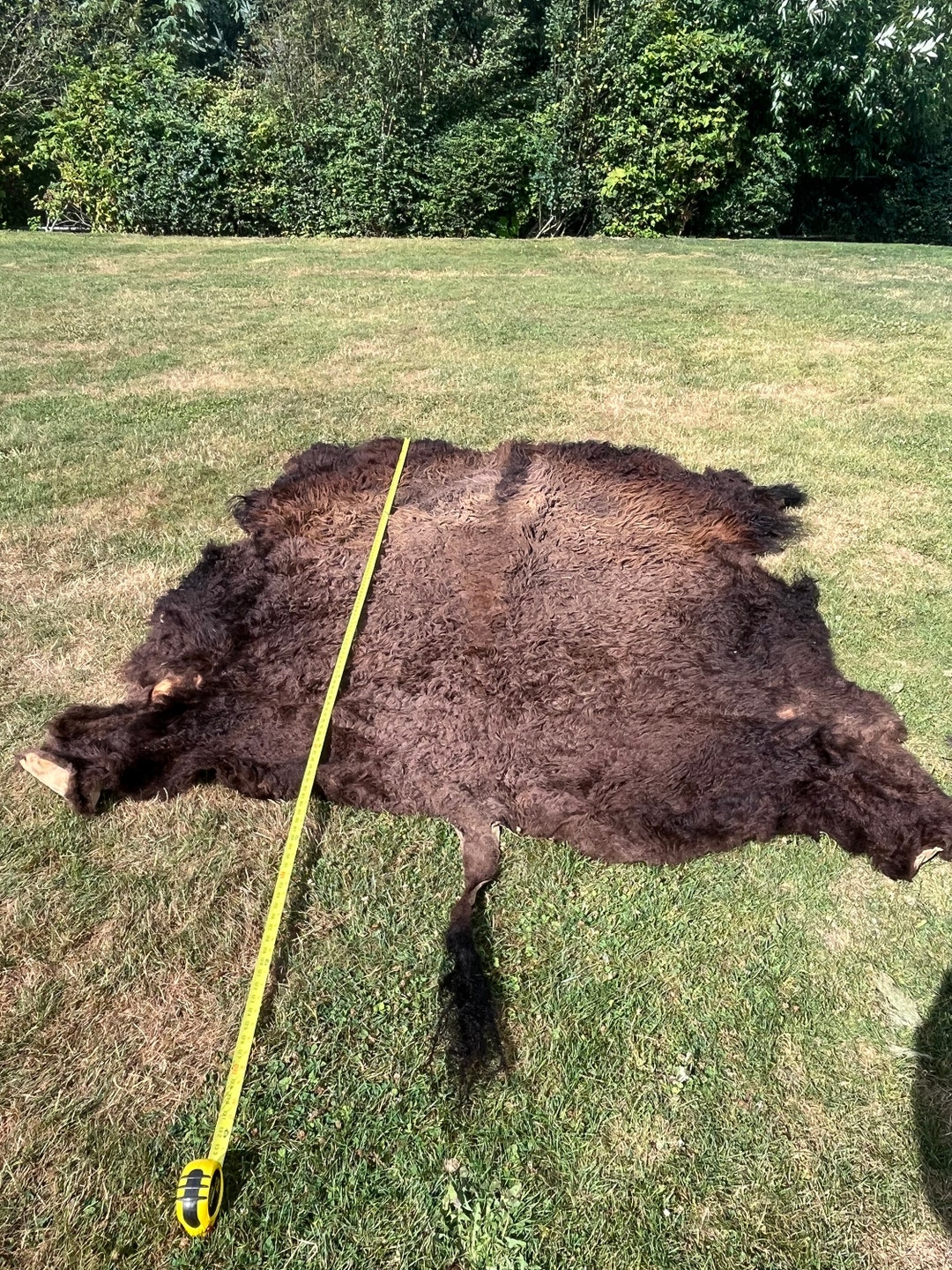 Bison / Buffalo Robe - Etsy