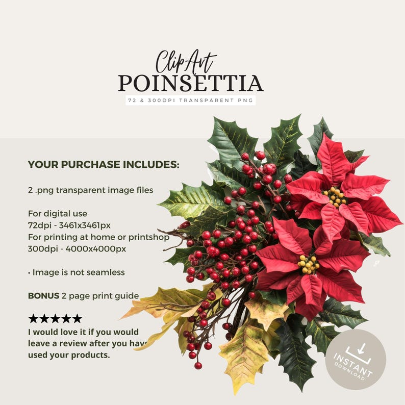 Watercolor Christmas Poinsettia Clip Art, Holly Berries PNG (digital ...