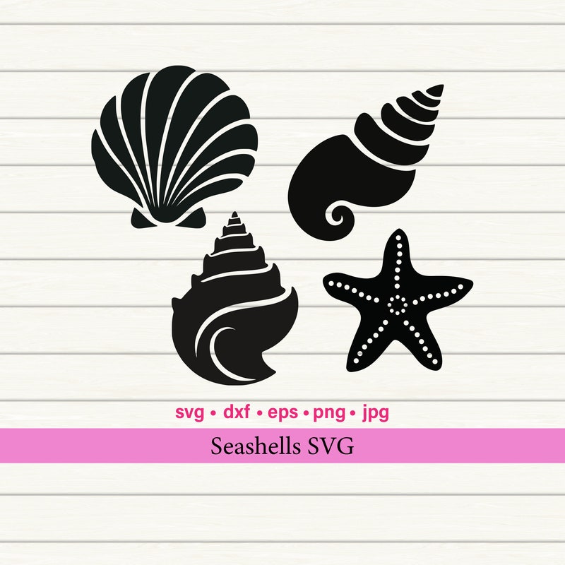 Seashells Svg - Etsy