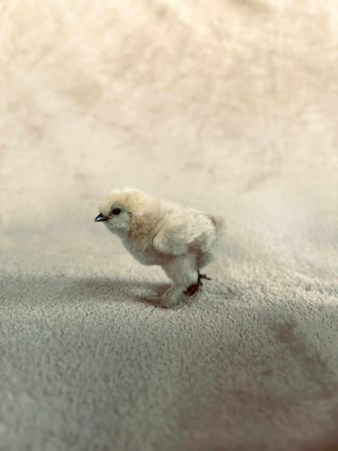 Cute Baby Chick Print. - Etsy