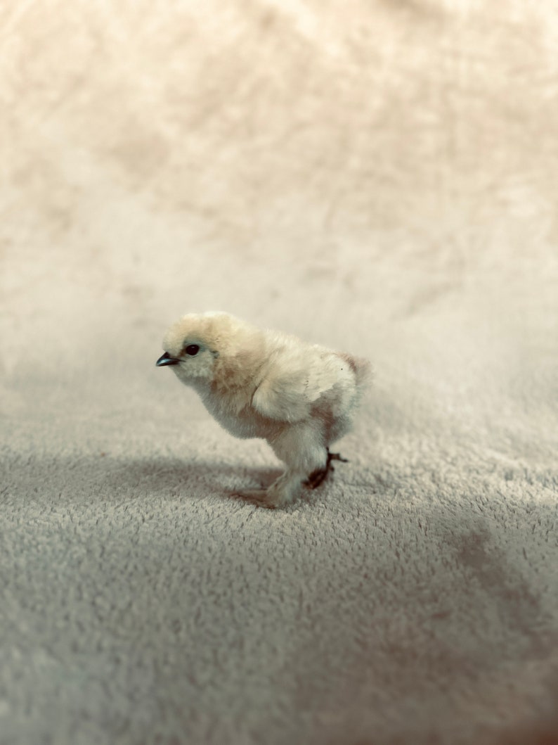 Cute Baby Chick Print. - Etsy
