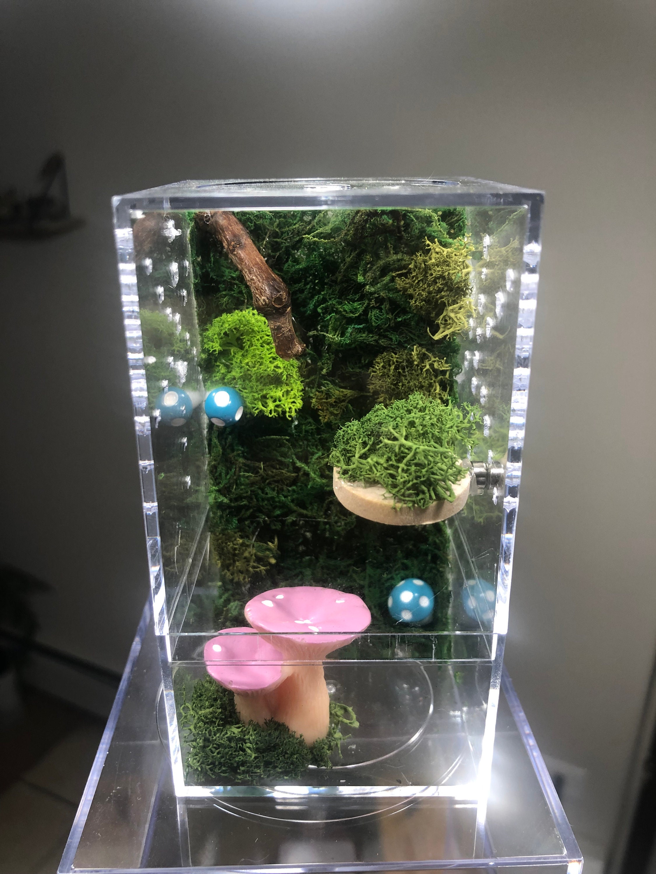 Fun Forest Floor Jumping Spider Enclosure! Includes Custom Moss ...