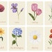 Homeschool Flower Flashcards (digital Download) - Etsy