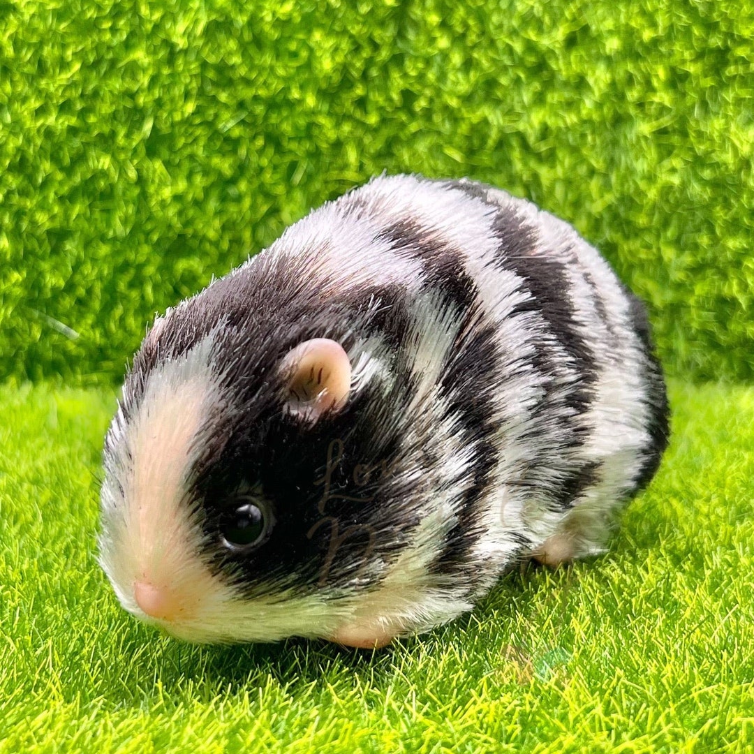 Loula's Little Nursery Exclusive Domino Syrian Hamster Realistic ...
