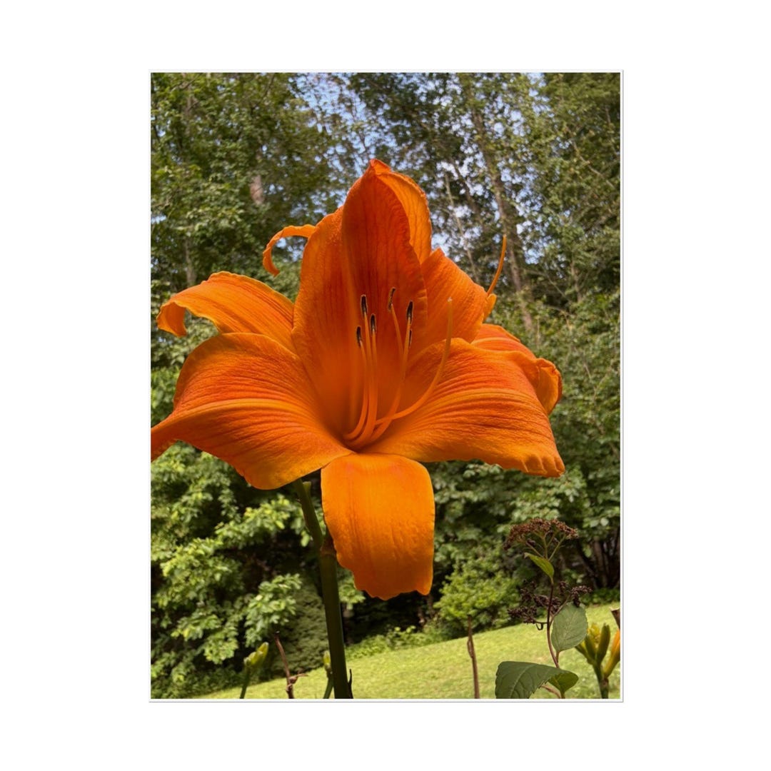 Rolled Posters - Orange Daylily Floral Art Print, Hemerocallis Tiger ...