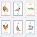 Arabic Animal Alphabet Flashcards - Printable PDF - Huruf Hijaiyyah ...