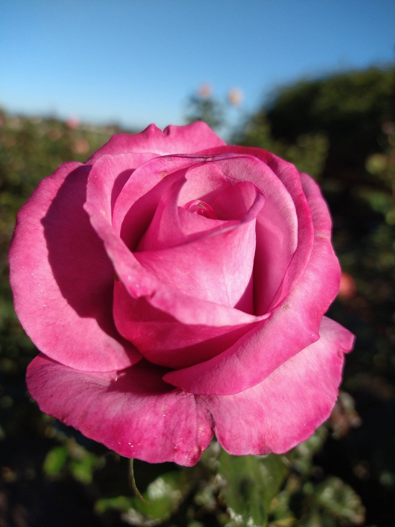 Pink Rose Photo - Etsy