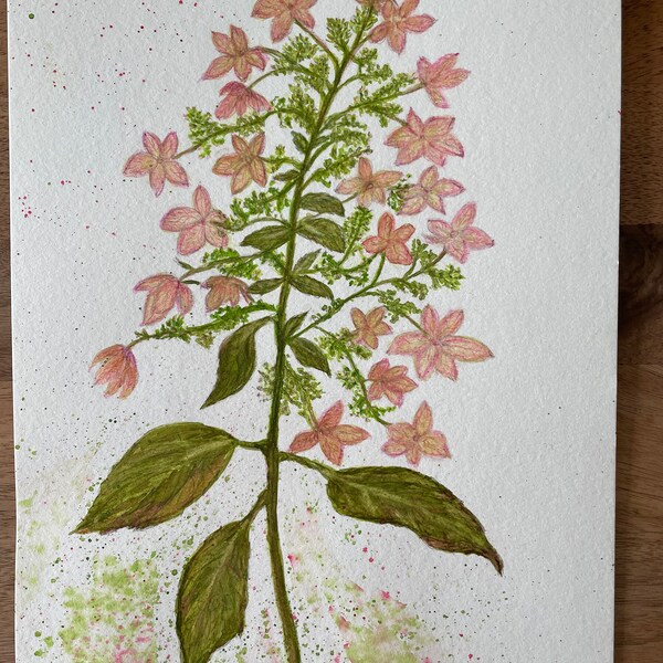 Panicle Hydrangea - Etsy
