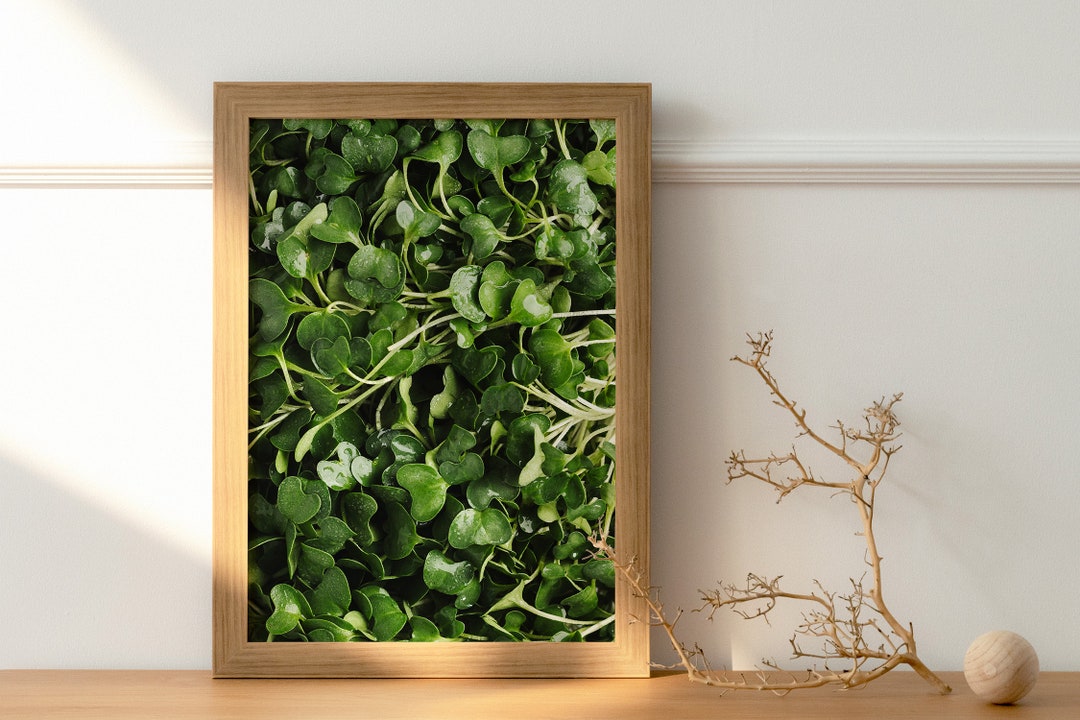 Green Fresh Sprouts Printable Art to Hang It on Your Wall or Decorate ...