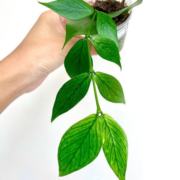 Fishtail Hoya - Etsy