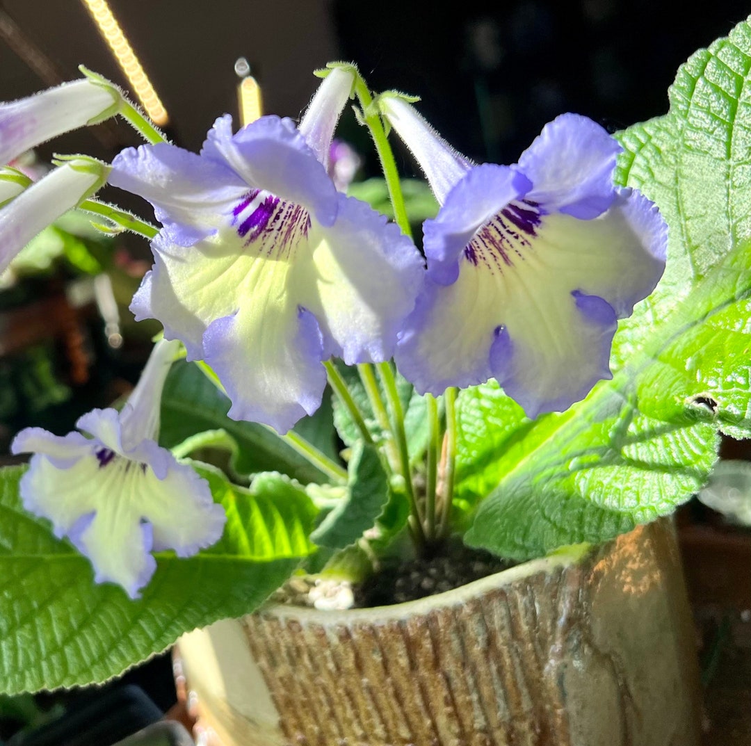 Streptocarpus Plant “keigetsu” Full Grown . - Etsy