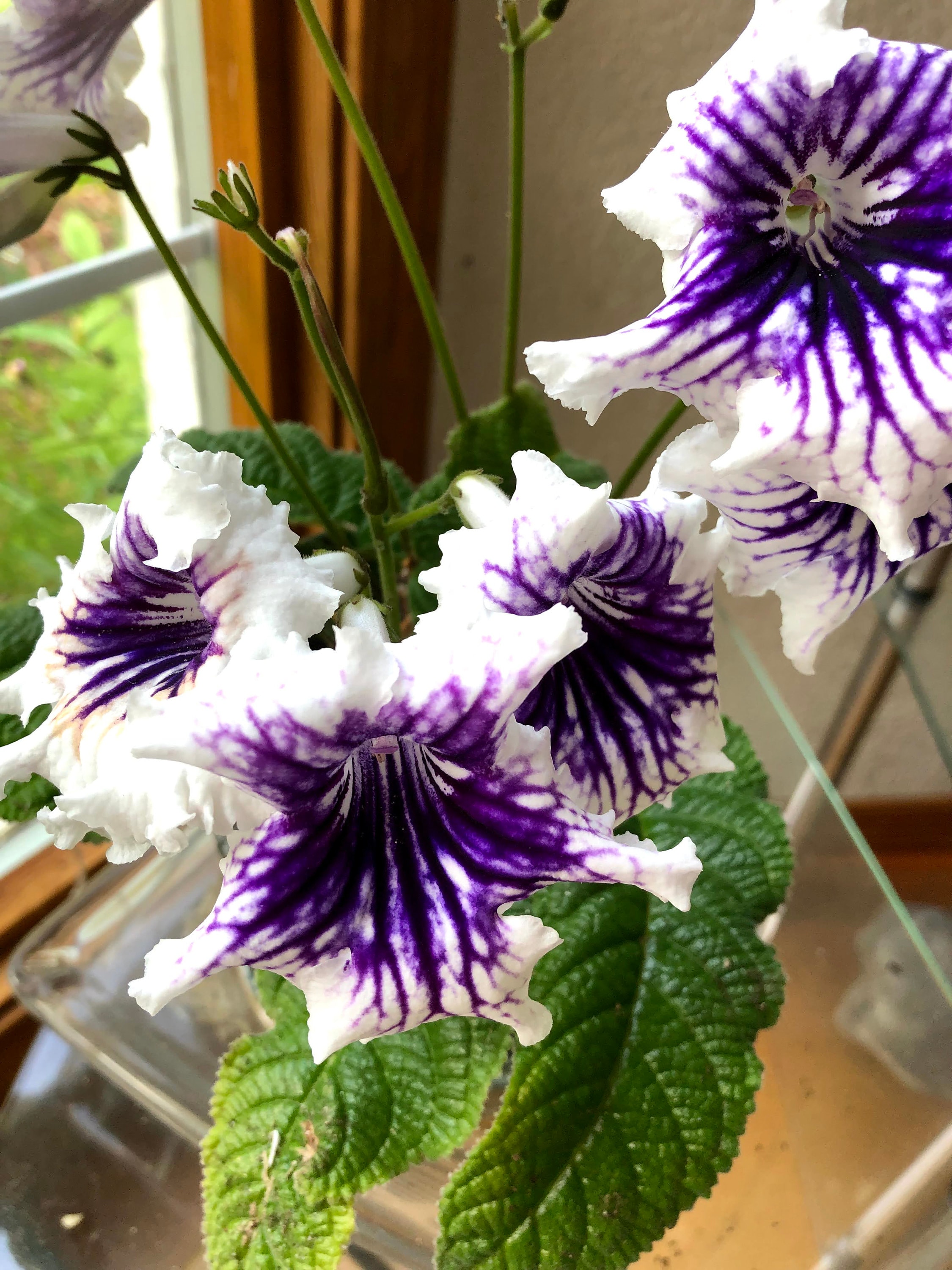 Streptocarpus “floribunda” Full Grown - Etsy