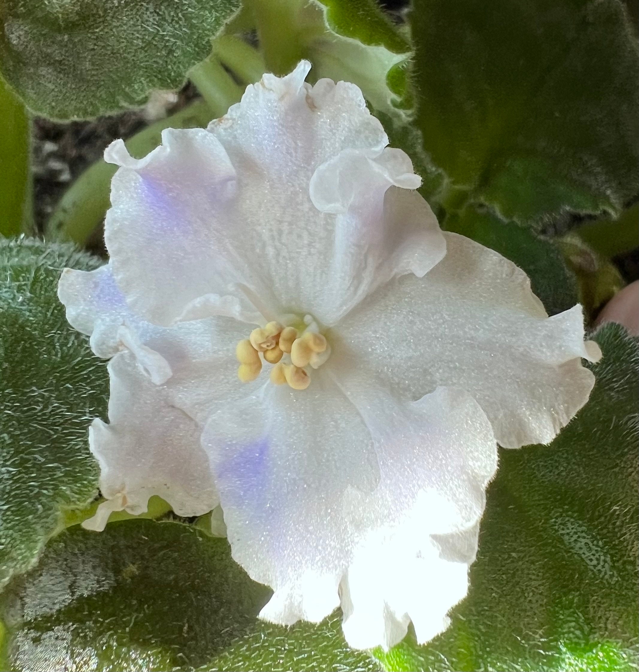 African Violet Plant “white Night “ - Etsy