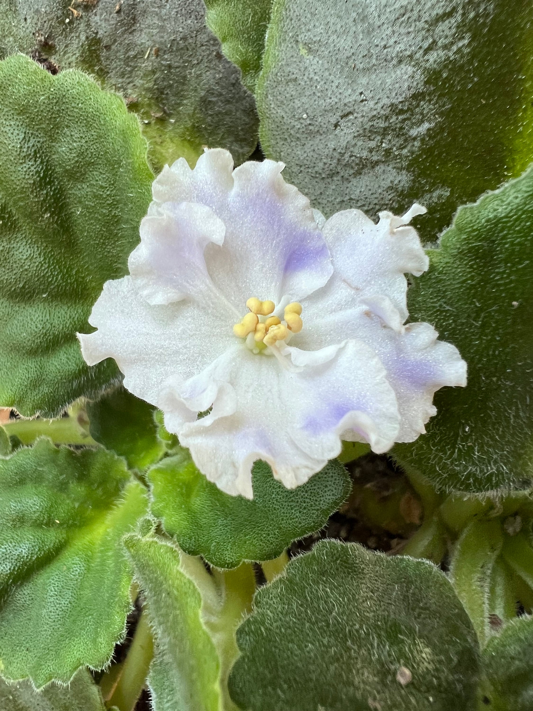 African Violet Plant “white Night “ - Etsy