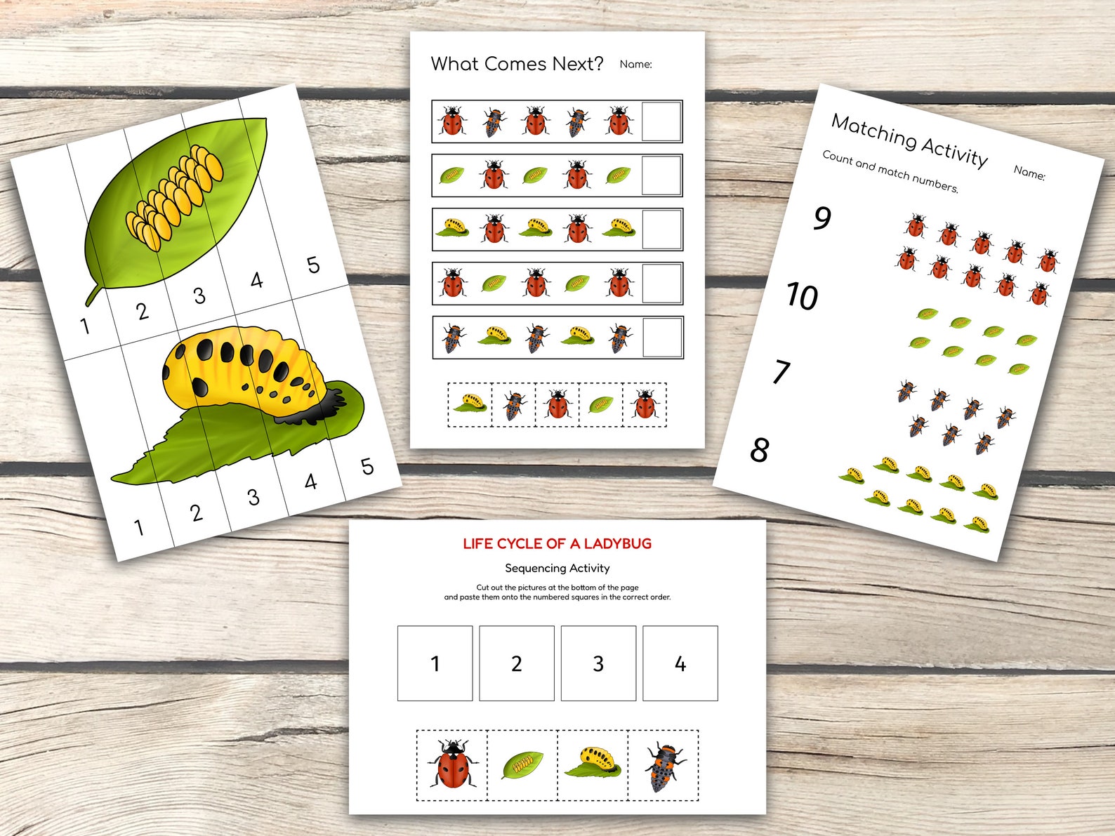 Ladybug Life Cycle Activity Bundle: Educational Printables (PDF) - Etsy
