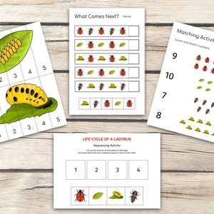 Ladybug Life Cycle Activity Bundle, Ladybug Activities, Learn Ladybug ...