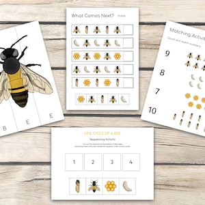 Bee Life Cycle Activity Bundle: Educational Printable Set (PDF ...