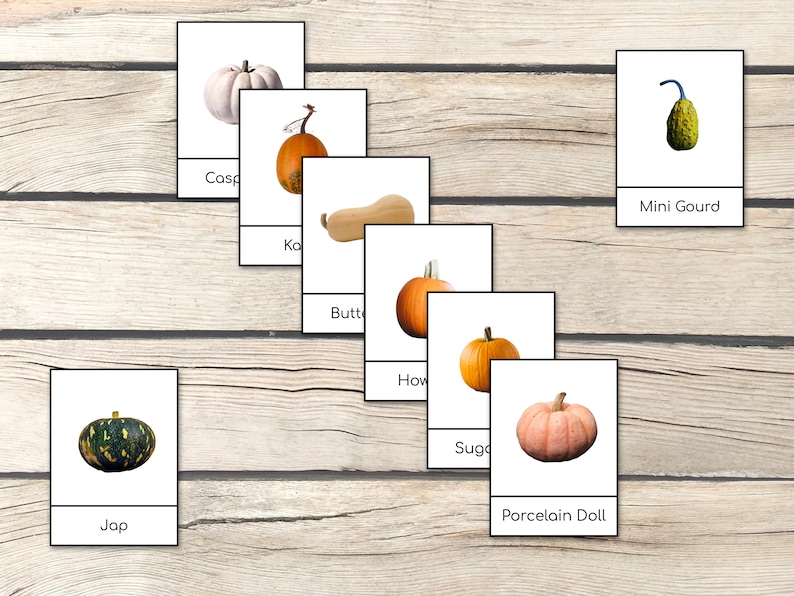 Pumpkin Types Montessori Cards: 3-part Nomenclature Flashcards (real ...
