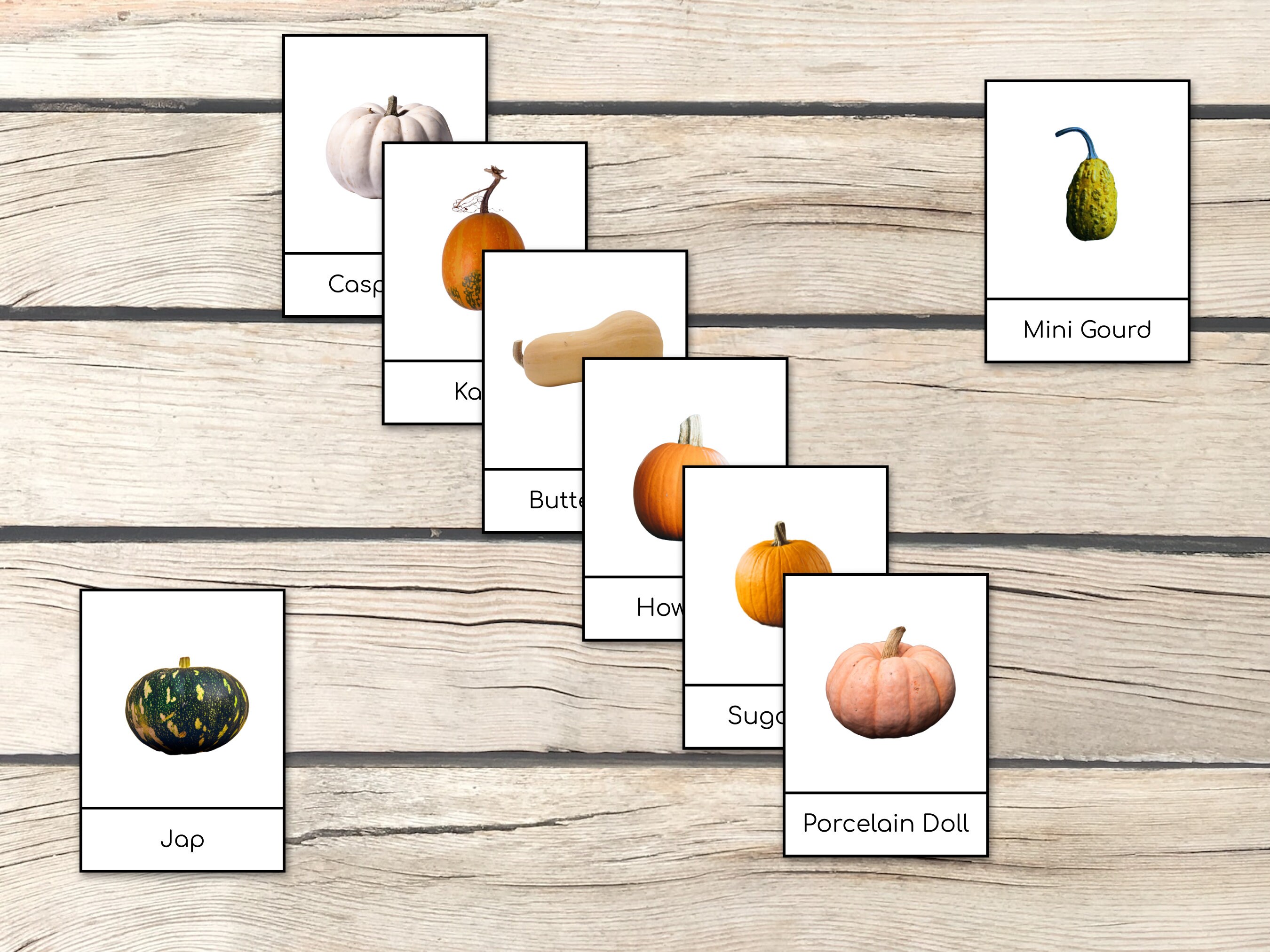 Pumpkin Types Montessori Cards: 3-part Nomenclature Flashcards (real ...