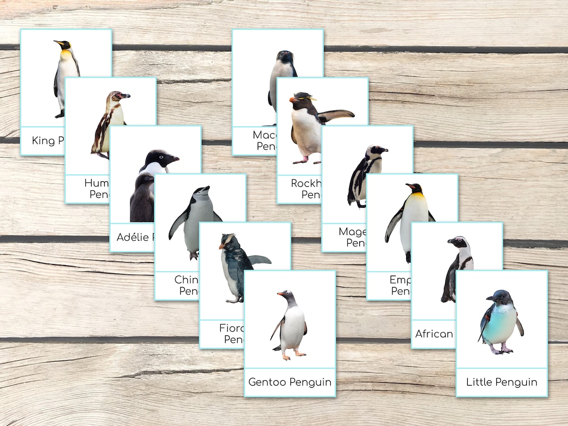 Penguin Types • 12 Penguin Types Montessori Cards, 3-part Cards ...