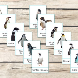 Penguin Types • 12 Penguin Types Montessori Cards, 3-part Cards ...